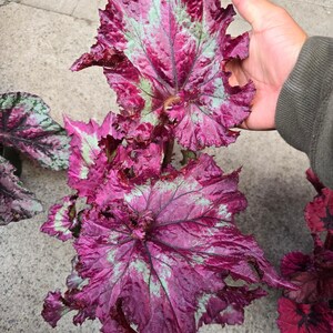 The 6 Inch Pot - Begonia Tie Dye - Pink Banded Raspberry Torte - T Rex ...