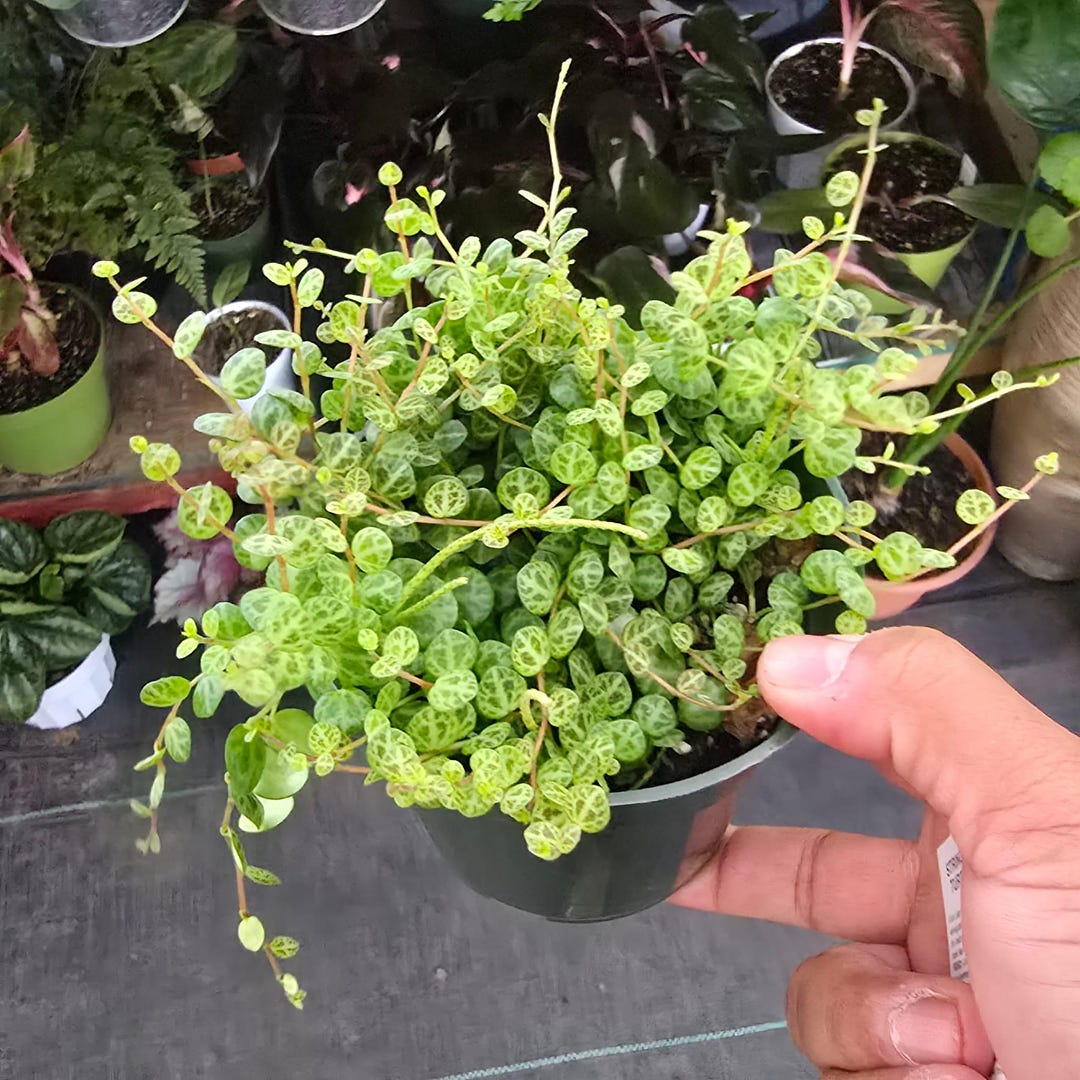 String of Turtles in 4 Inch Pot Succulent Plant - Etsy