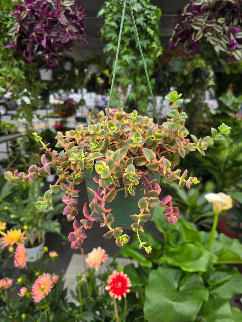 The 6 Inch Pot-calico Kitten Hanging Succulent, Crassula Pellucida ...