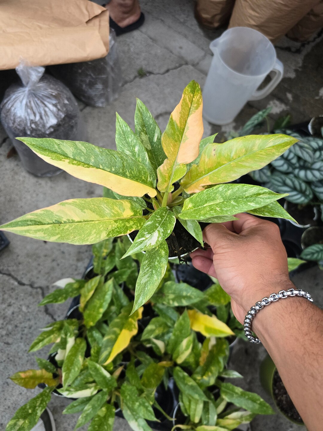 4 Pot Philodendron Ring of Fire Plant Indoor Get Similar - Etsy