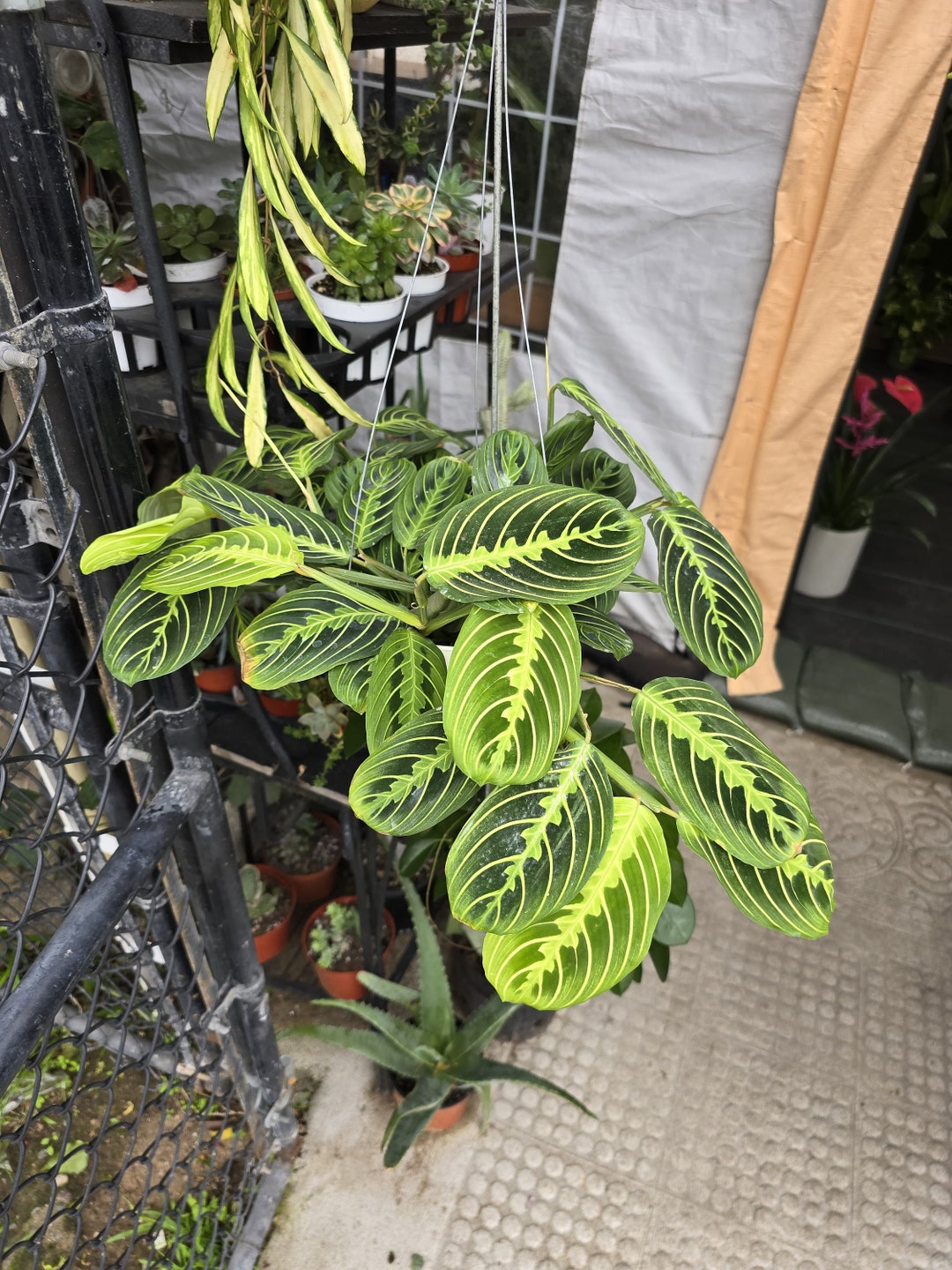 6 Inch Pot - Player Plant Marantha Lemon Lime Indoor Easy Care Air ...