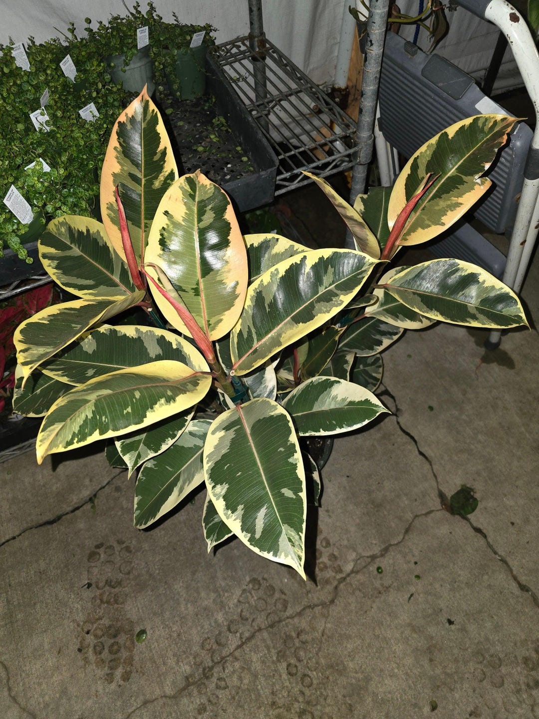 The 8 Pot Xl Size Ficus Elastica tineke Variegated Rubber Tree Get One ...