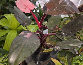 The 6 Inch Pot - Pink Princess Philodendron Live Plant Indoor - Get ...
