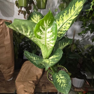 6 Pot Big 2 Ft. Tall Dieffenbachia Dumb Cane Indoor Plant Easy Care Air ...