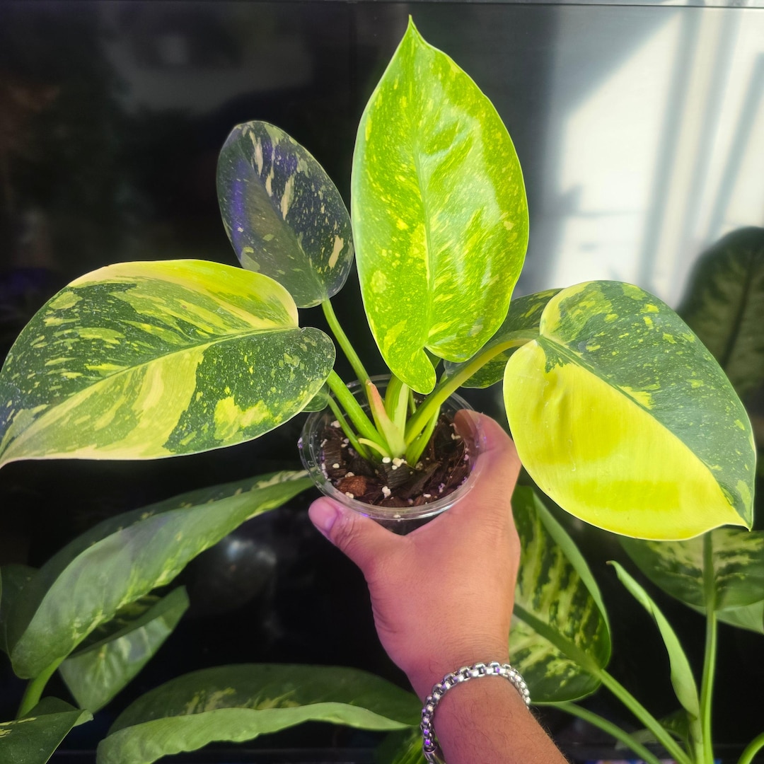 Green Congo Marble Variegated Hybrid, Root in Moss, Get Similar - Etsy