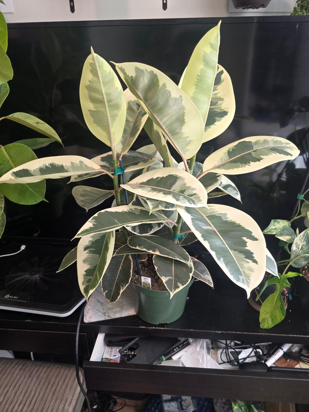 The 8" Pot - XL Size Ficus Elastica "tineke" Variegated Rubber Tree ...