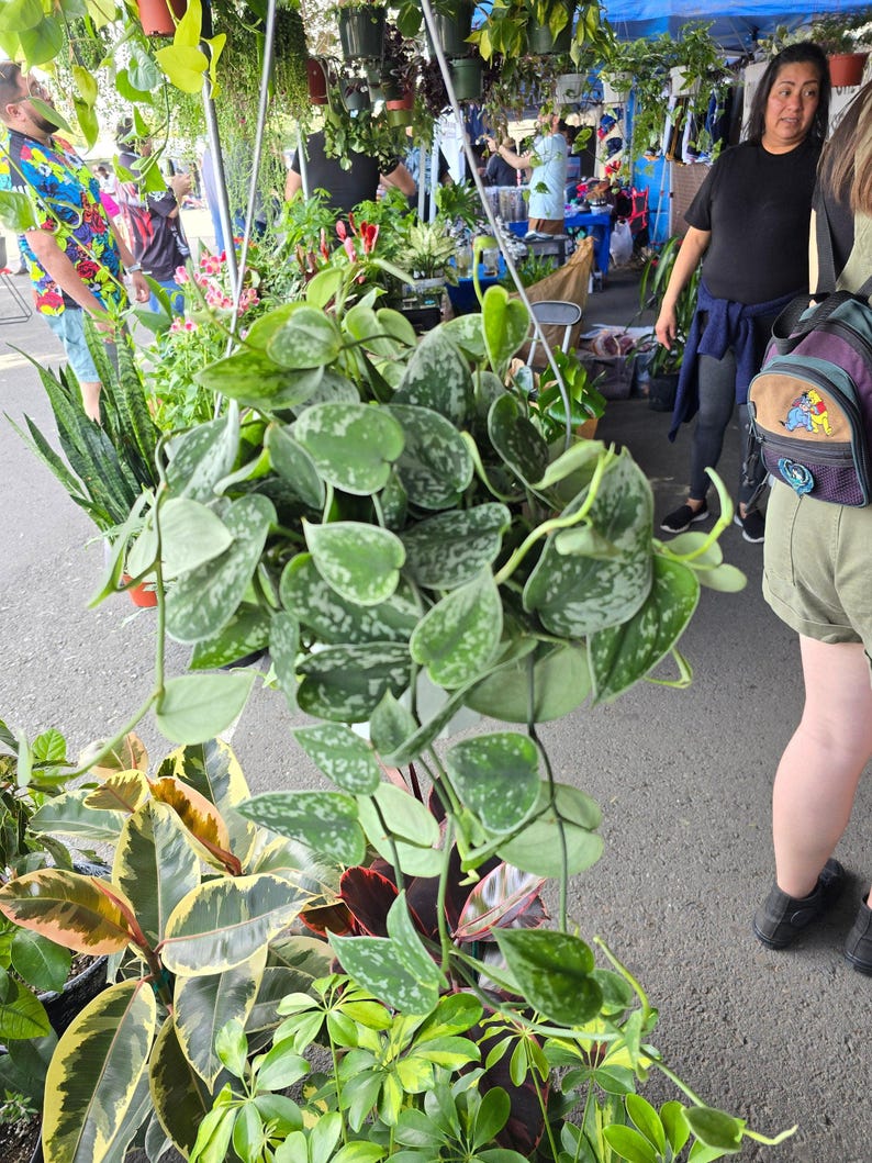 The 6 Inch Pot - Silver Splash Pothos - Live Scindapsus Pictus Exotica ...