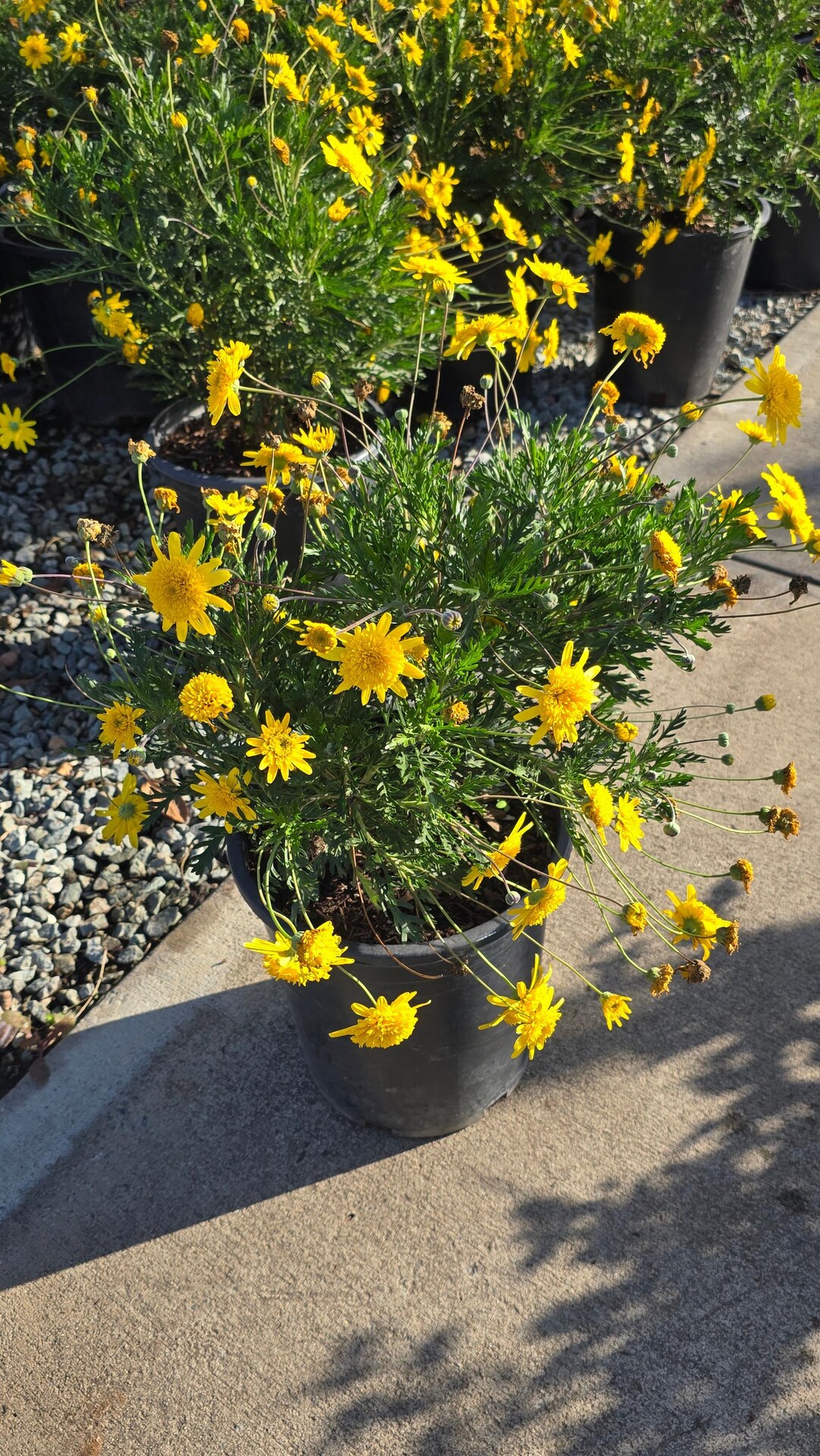 Haplopappus Glutinosus on 5 Gallon Pot - Get Similar - Etsy
