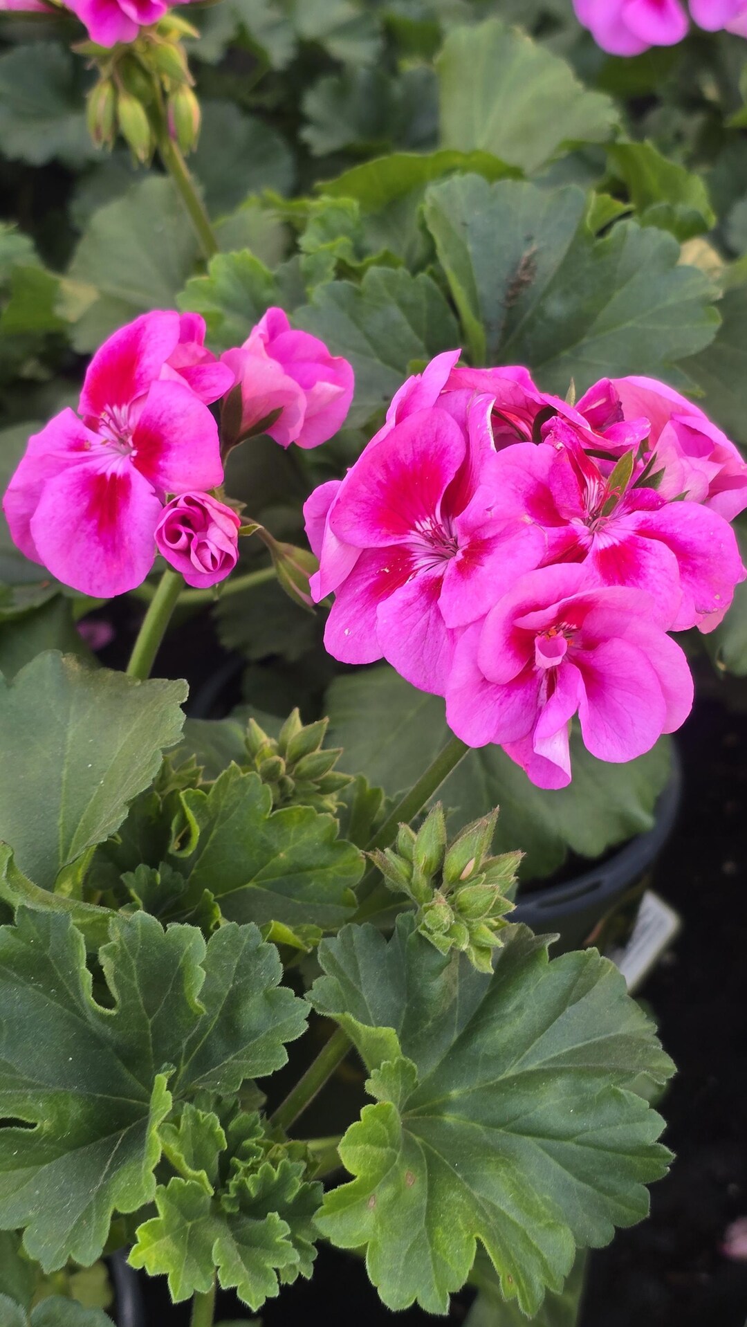 Geranium 'survivor Hot Pink' in 1 Gallon Pot- Get Similar - Etsy