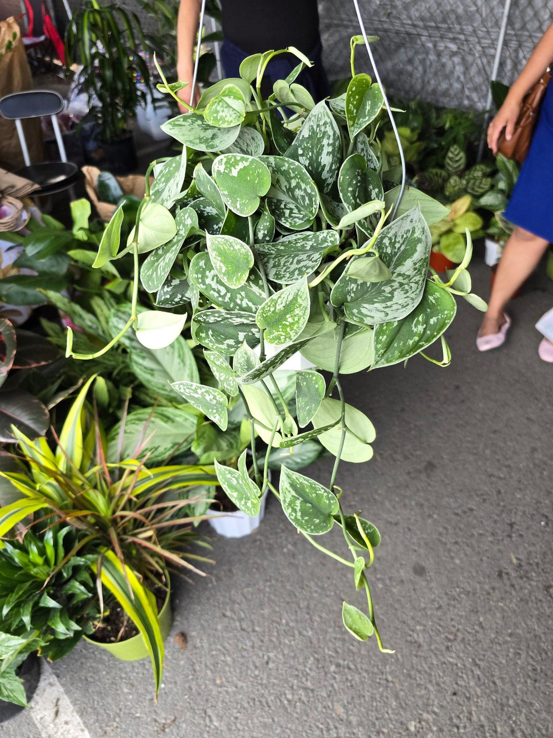 The 6 Inch Pot - Silver Splash Pothos - Live Scindapsus Pictus Exotica ...