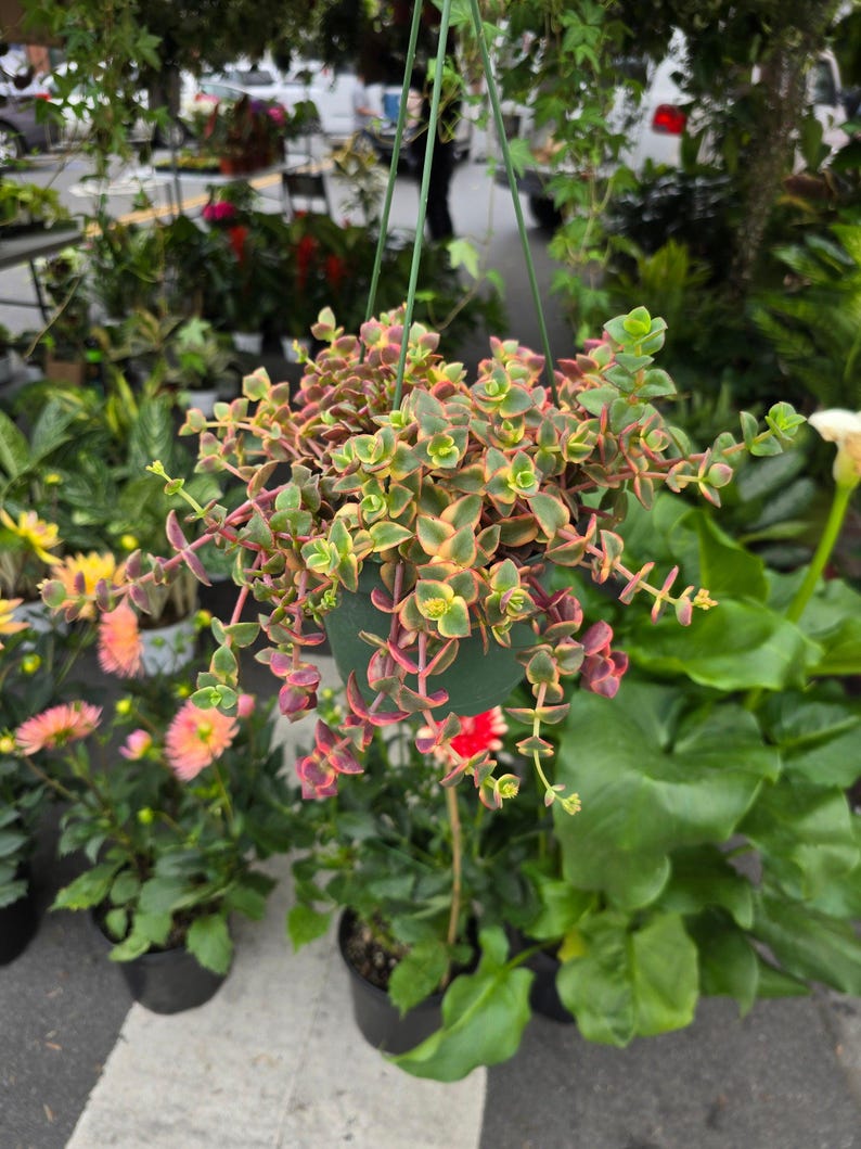 The 6 Inch Pot-calico Kitten Hanging Succulent, Crassula Pellucida ...