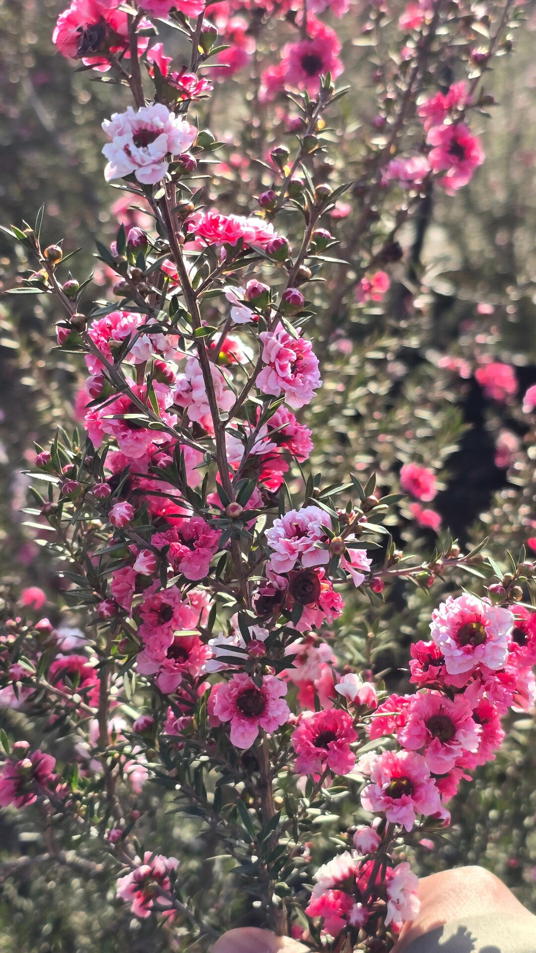 Leptospermum Scoparium 'pink Cascade' 5 Gallon Pot 5tf Tall - Get ...