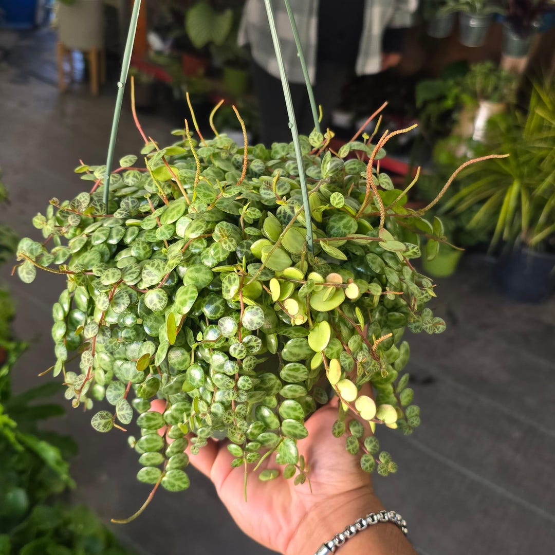 String of Turtles Succulent Plant Easy Care in 6 Inch Pot - Etsy