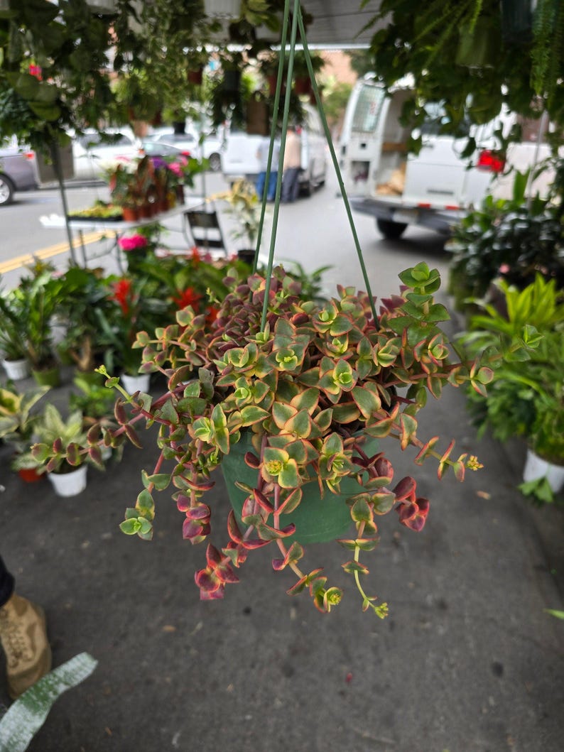 The 6 Inch Pot-calico Kitten Hanging Succulent, Crassula Pellucida ...