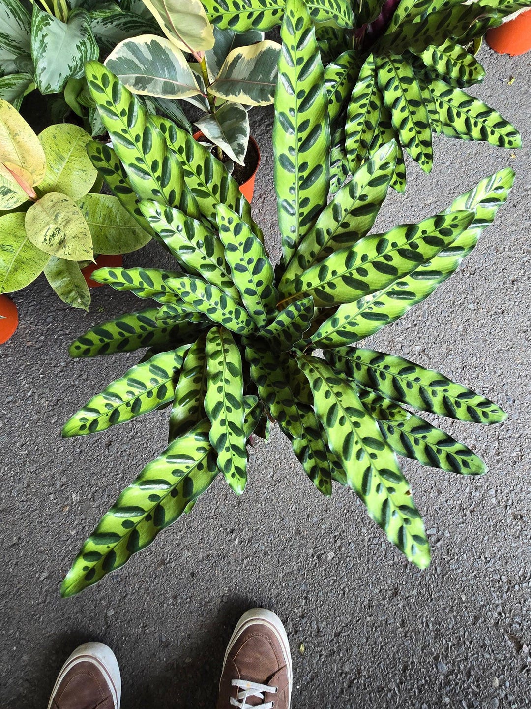 The 6 Inch Pot - XL Big Live Plant Sword Live Calathea Lancifolia ...