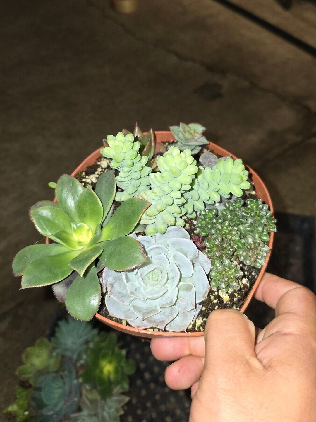 The 6 Inch Pot - Succulents Combo, Get One Similar as Picture - Etsy