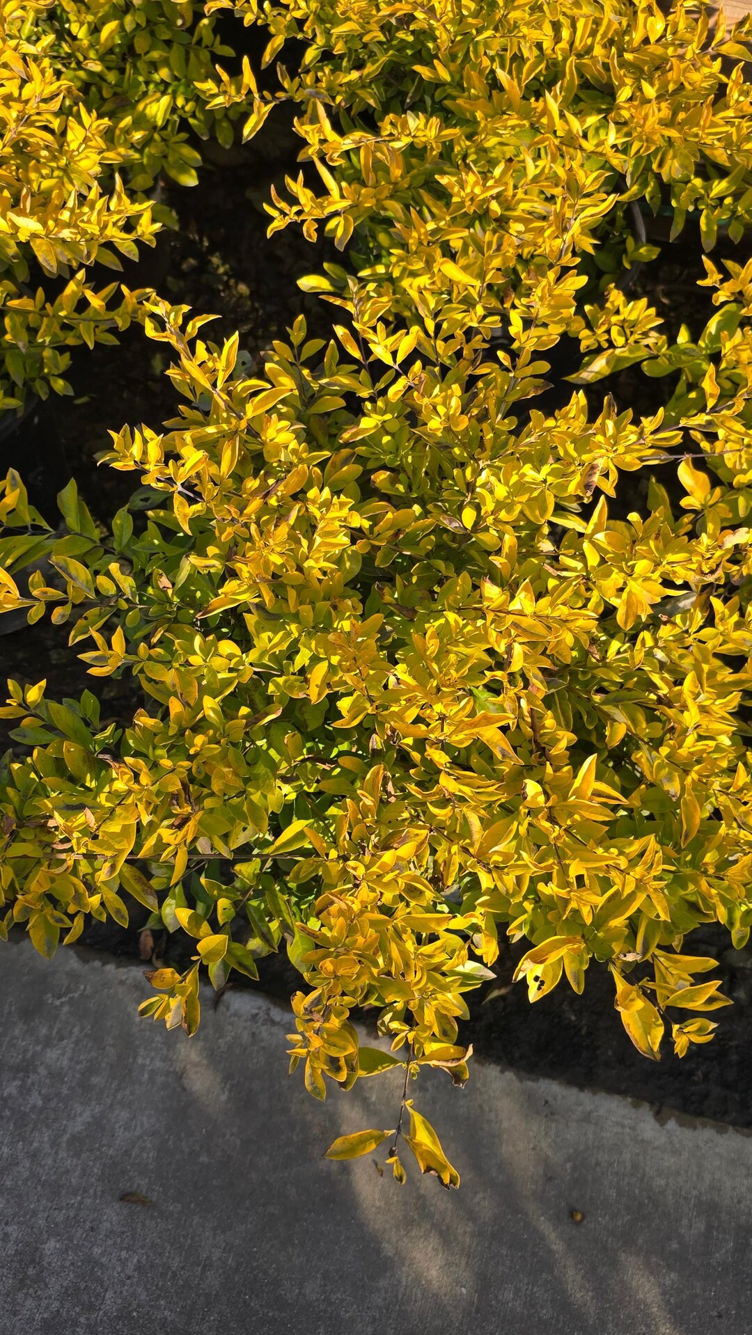 Duranta Erecta 'golden'in 5 Gallon Pot - Get Similar - Etsy