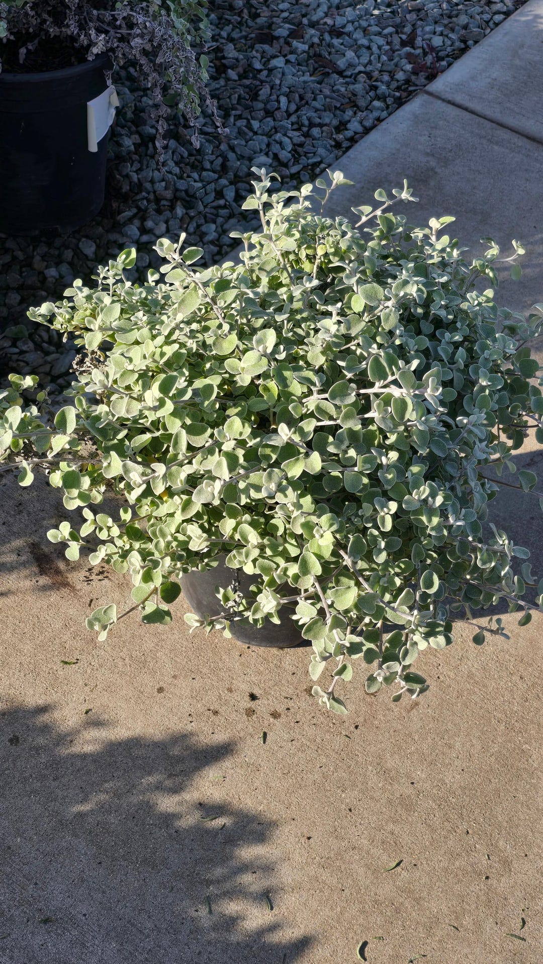 Helichrysum 'white Licorice' 5 Gallon Pot - Get Similar - Etsy