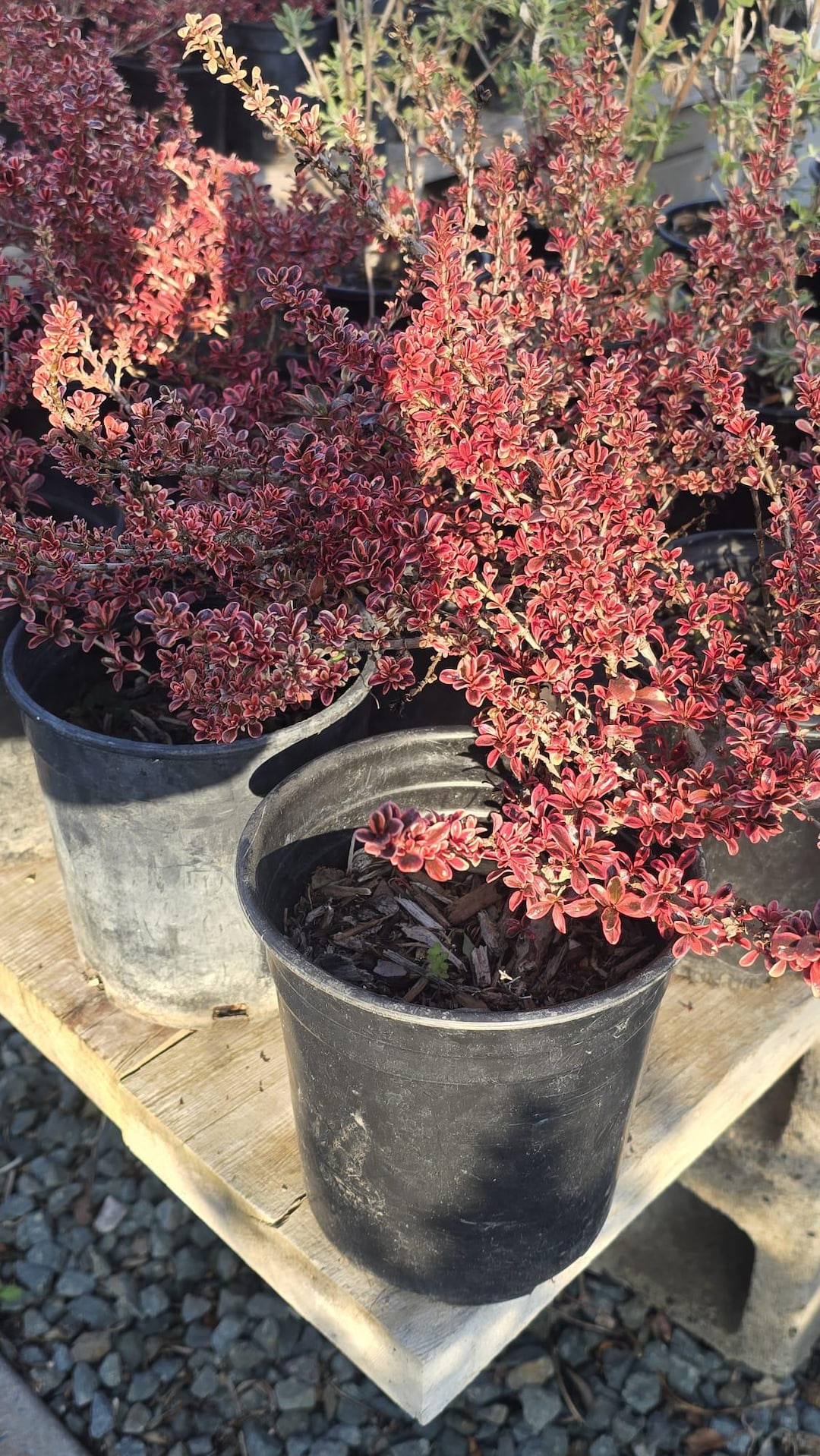 Coprosma Repens Pacific Sunrise in 1 Gallon Pot Super Red - Etsy