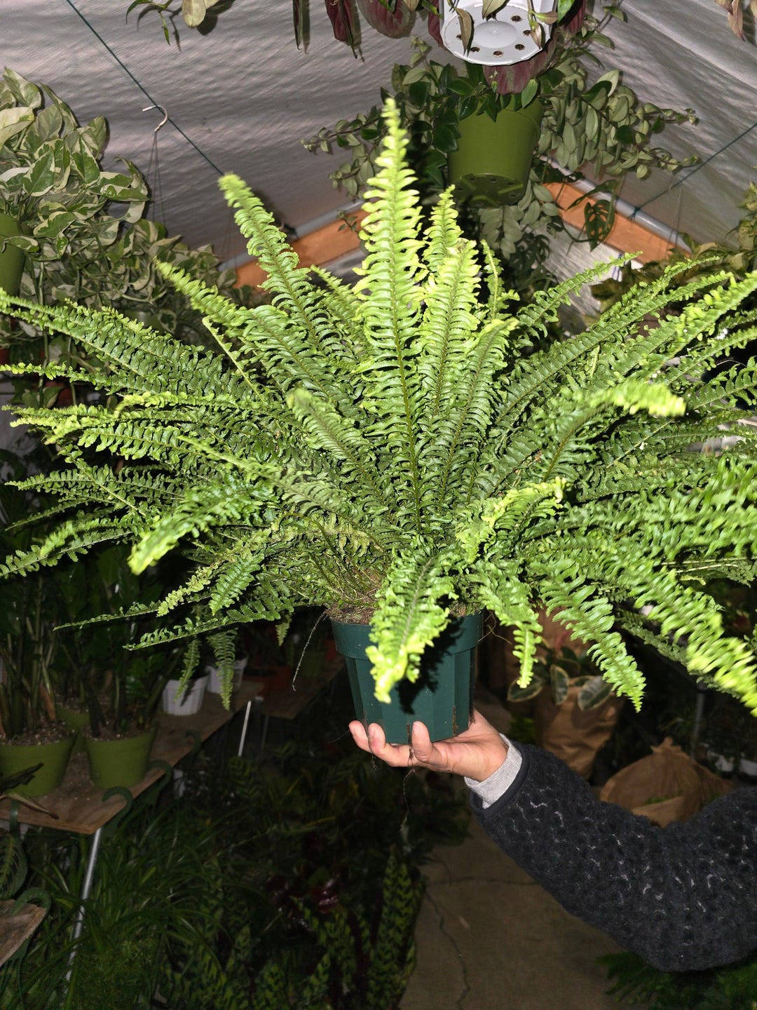 The 6 Inch Pot- XL Fern Nephrolepis Obliterata (kimberly Queen Fern) in ...