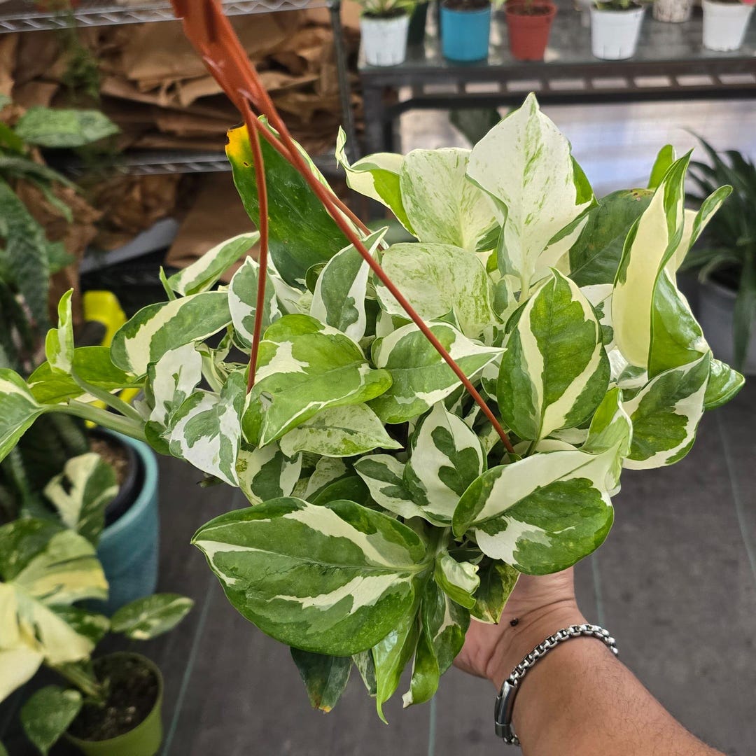 Manjula Pothos in 6 Inch Pot - Etsy