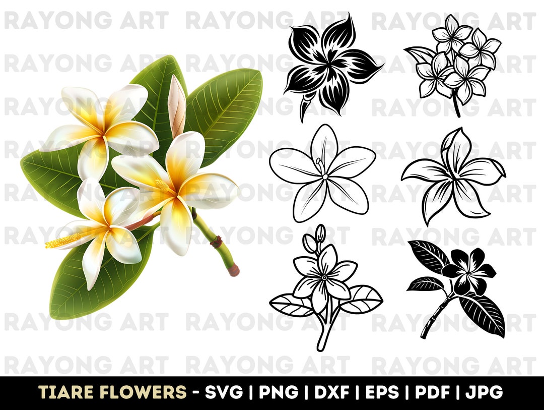 Tiare Flowers SVG PNG, Hawaiin Flowers, Tiare Flower PNG, Tahitian ...