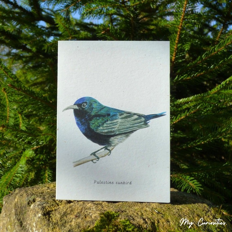 Note Cards for Birders - Etsy UK