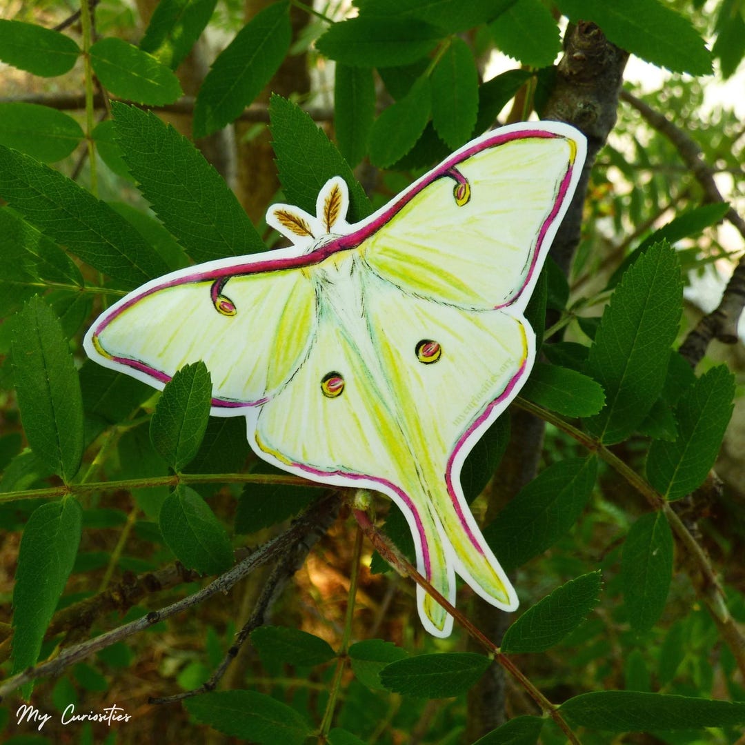 Luna Moth Vinyl Die Cut Sticker - Etsy