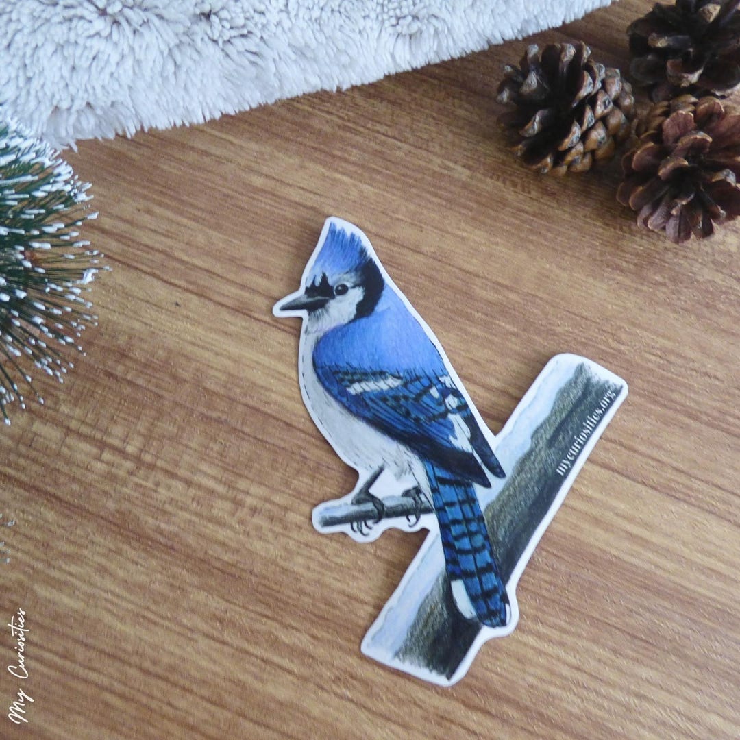 Blue Jay Vinyl Die Cut Sticker - Etsy