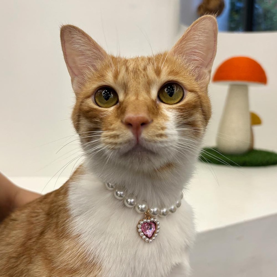 Handmade Elegant Classy Pearl Pet Collar, Pet Pearl Neckwear With Heart ...