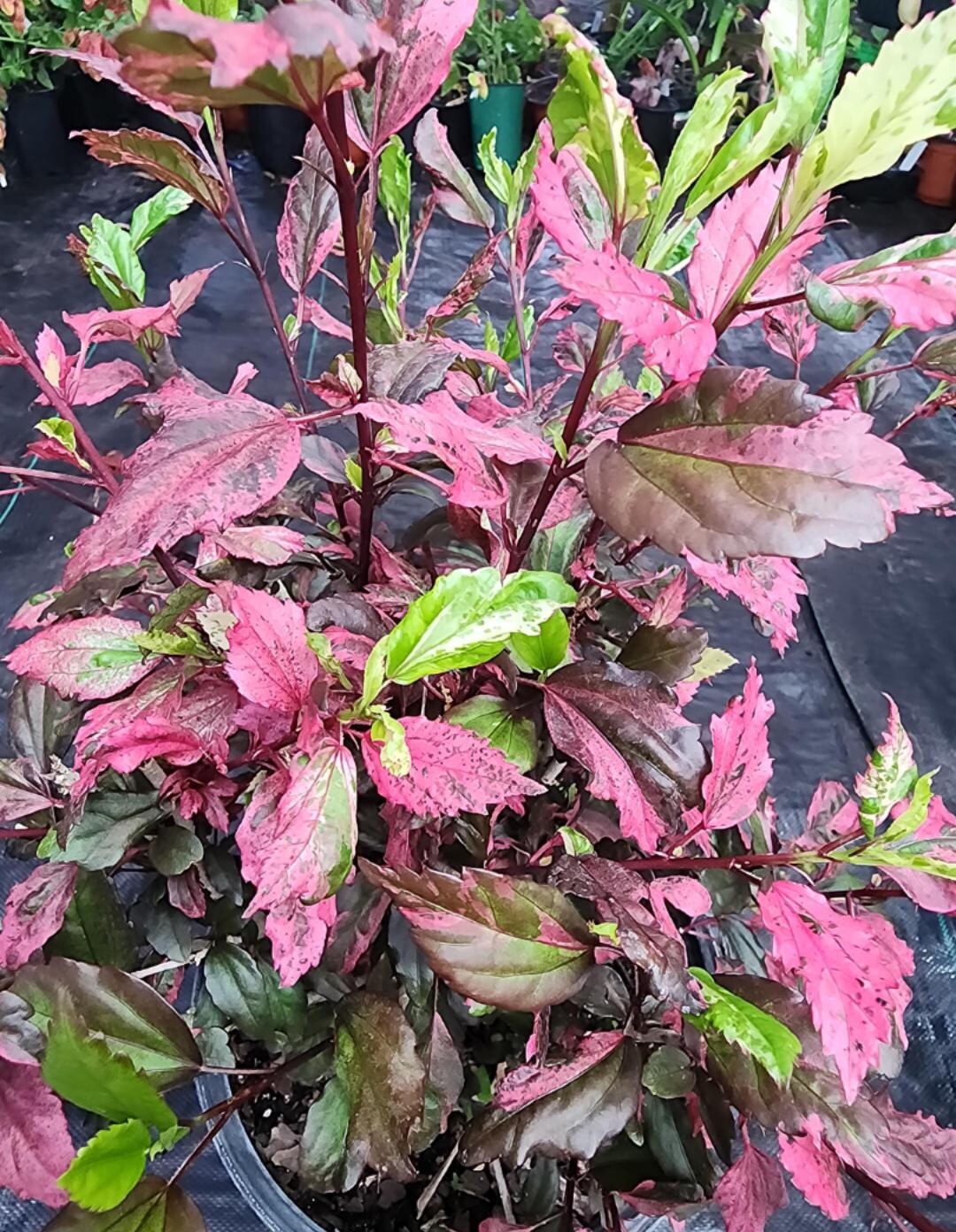 2 Variegated Fire and Ice Hibiscus Cuttings, Something Else Extra ...
