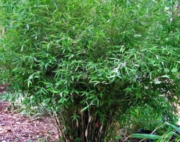 1 Fernleaf Bamboo – Bambusa Multiplex ‘fernleaf’ Hardy Clumping Bamboo ...