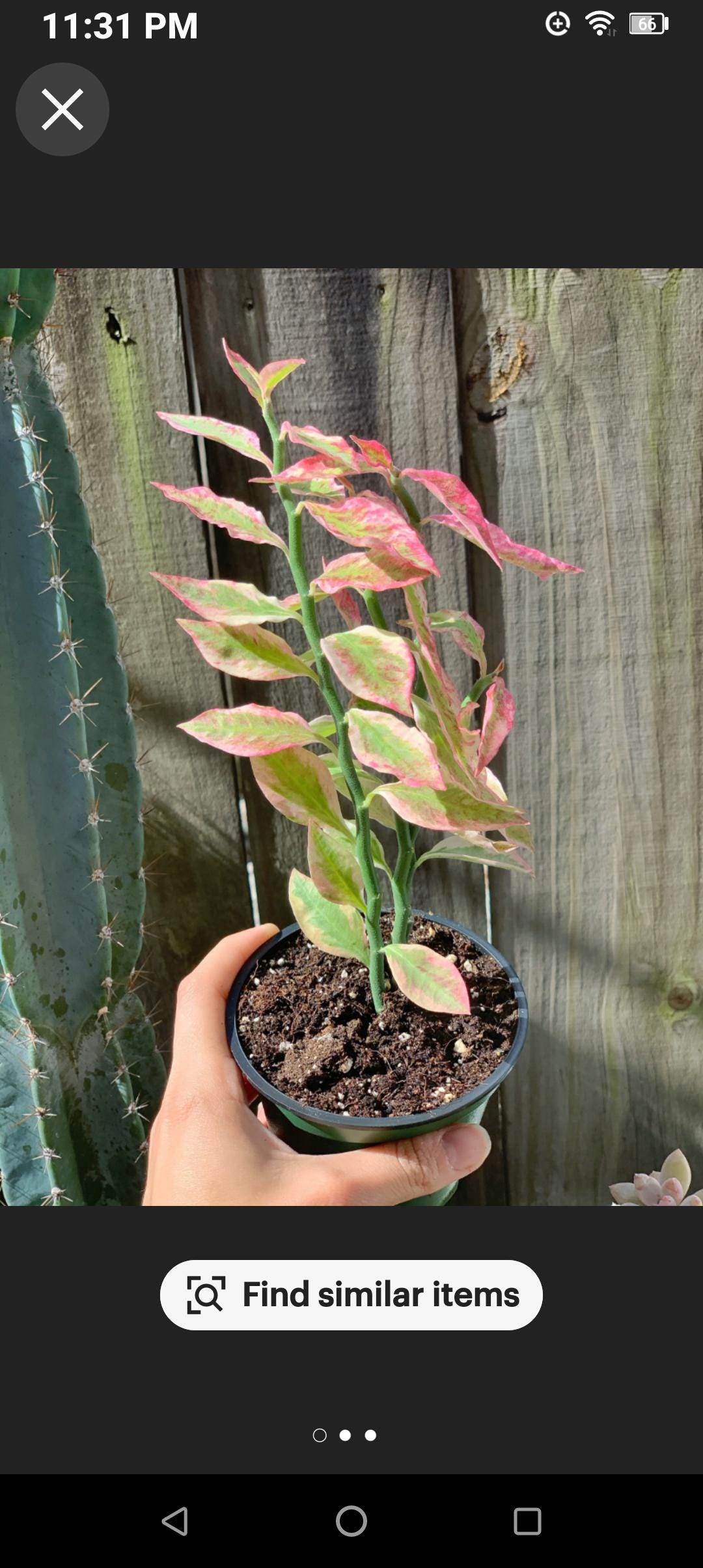 2 Devil's Backbone Plant Cuttings. Something Else Extra Always Included ...