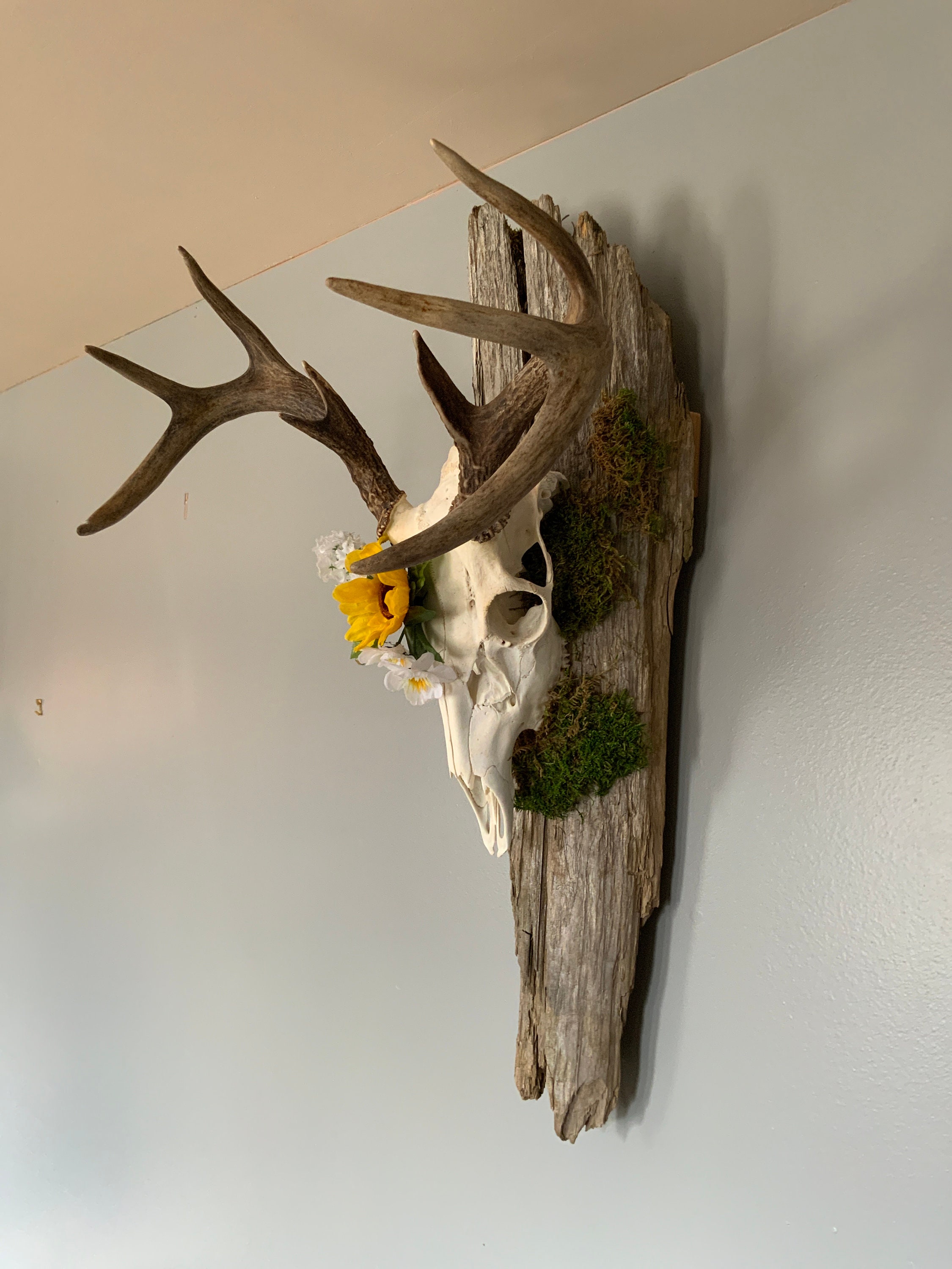 9 Point Whitetail Deer Skull Wall Mount Display - Etsy