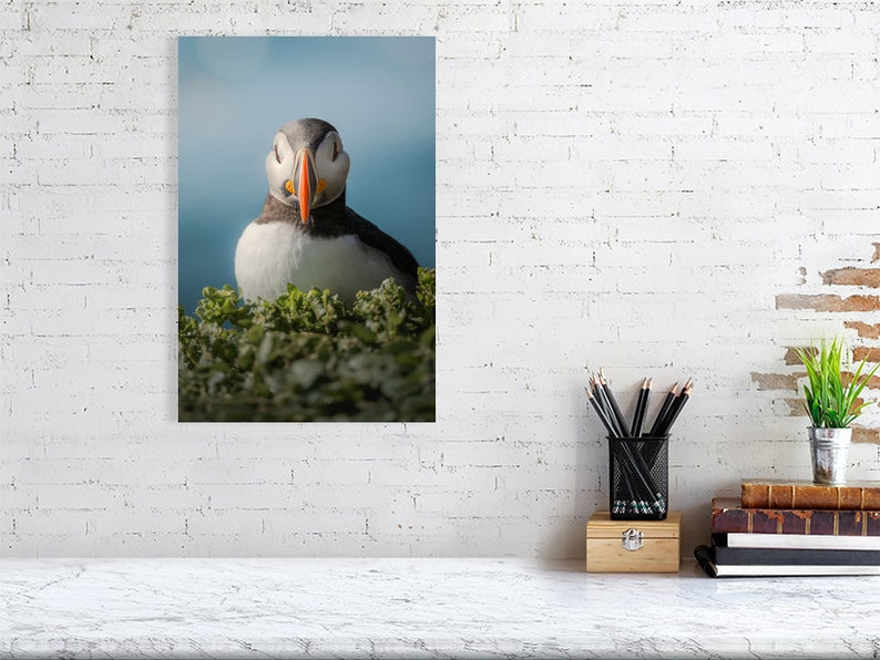 Atlantic Puffin Portrait | Matte Photo Paper | Hornøya, Norway - Etsy