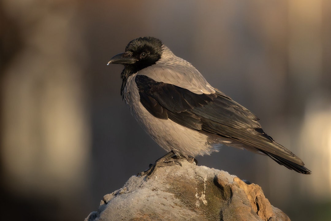 Norwegian Hooded Crow (oslo) | Digital Wildlife Photography Print ...
