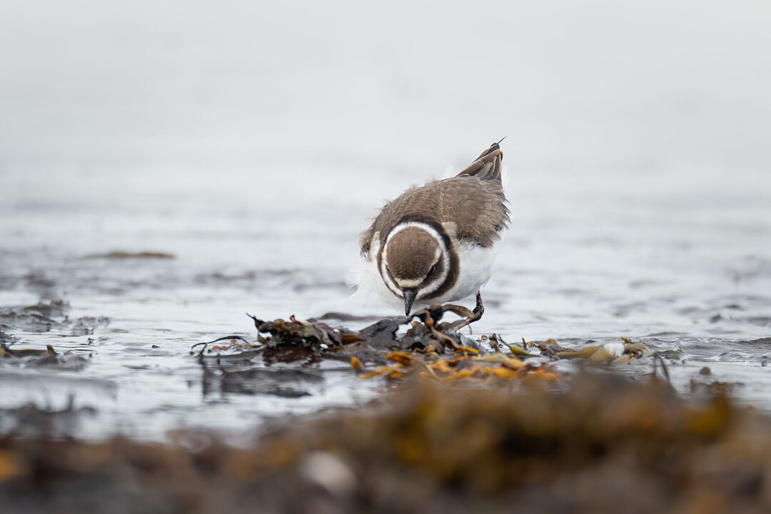 Common Ringed Plover Photo Print on Fuji Matt Paper (finnmark, Norway ...