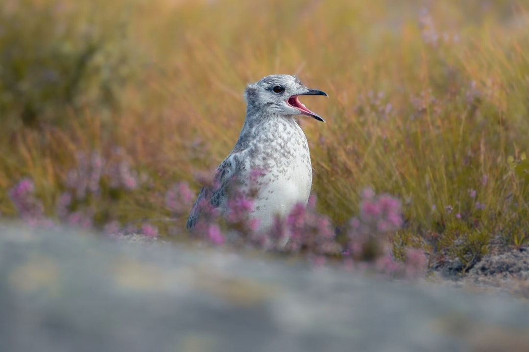 Common Gull Chick in Nordland, Print on Fuji Matte Photo Paper - Etsy