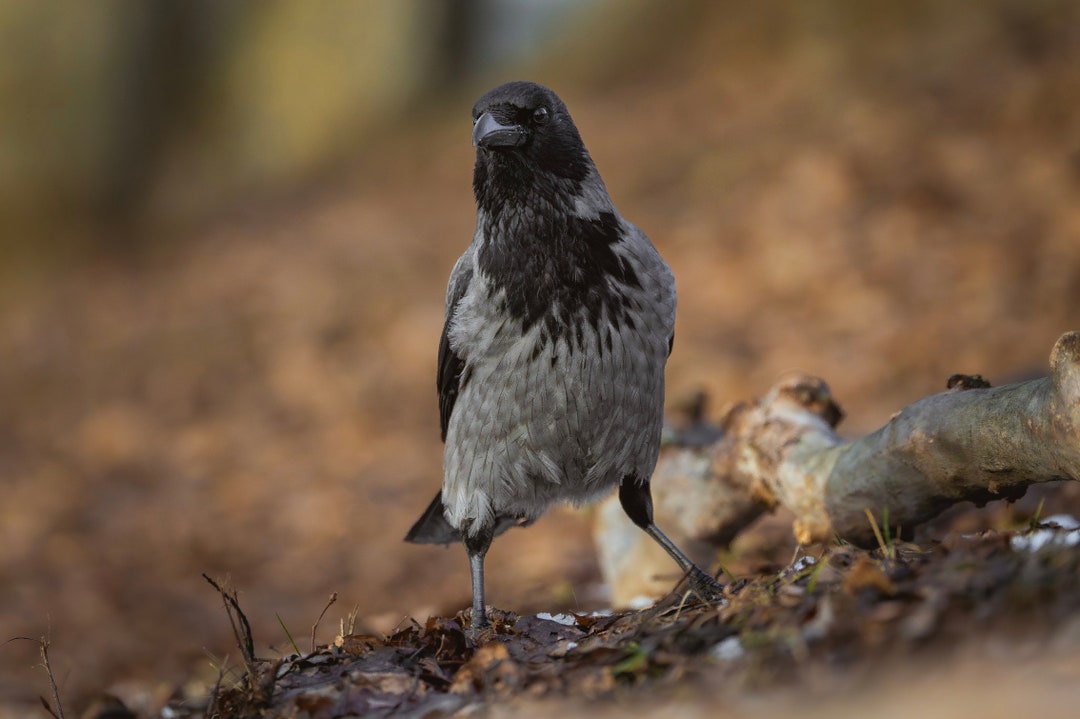 Hooded Crow in Oslo, Norway Wildlife Photography Digital Download - Etsy