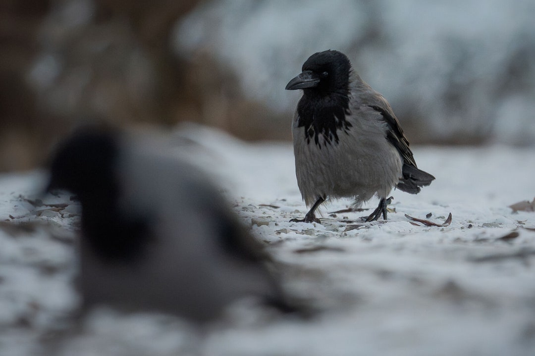 Hooded Crow Gang in Oslo Wildlife Photo Print on High-quality Fuji Matt ...