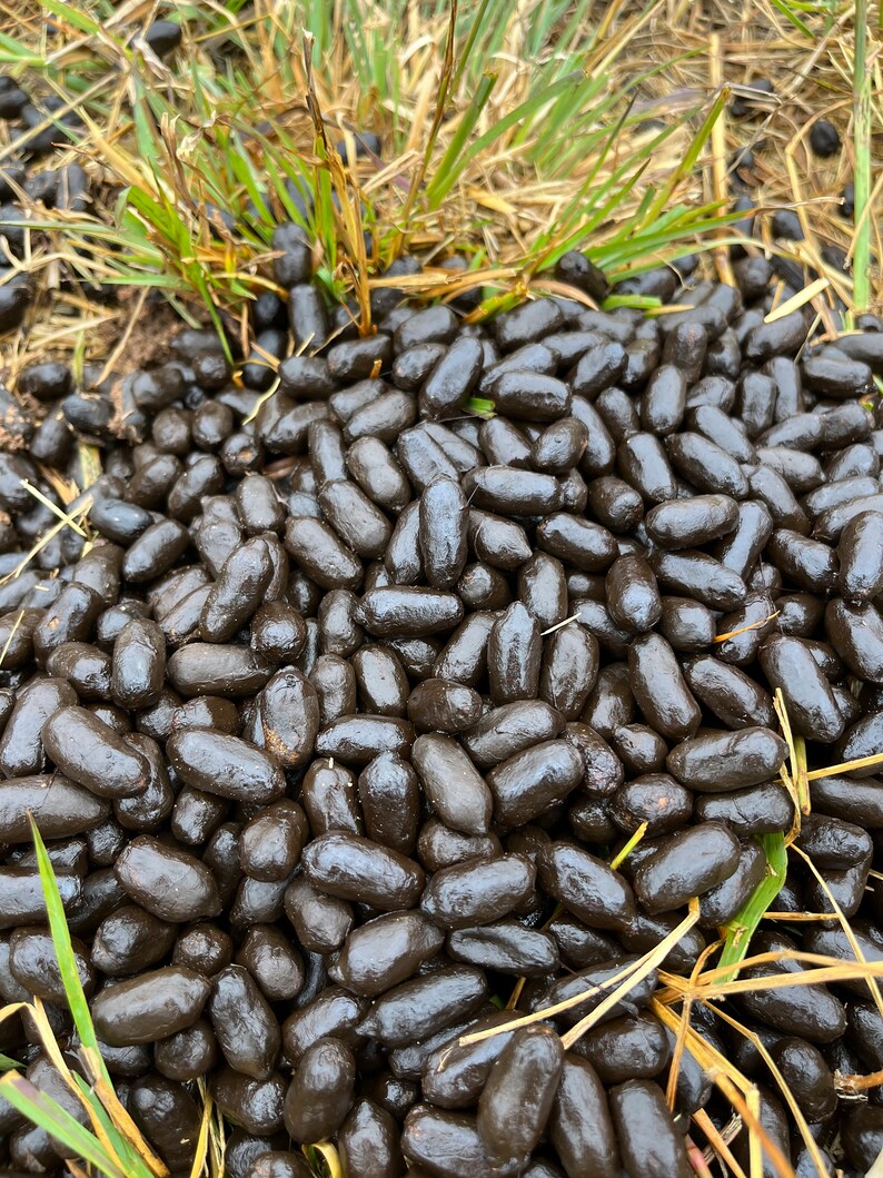 Alpaca and Llama Beans - Etsy