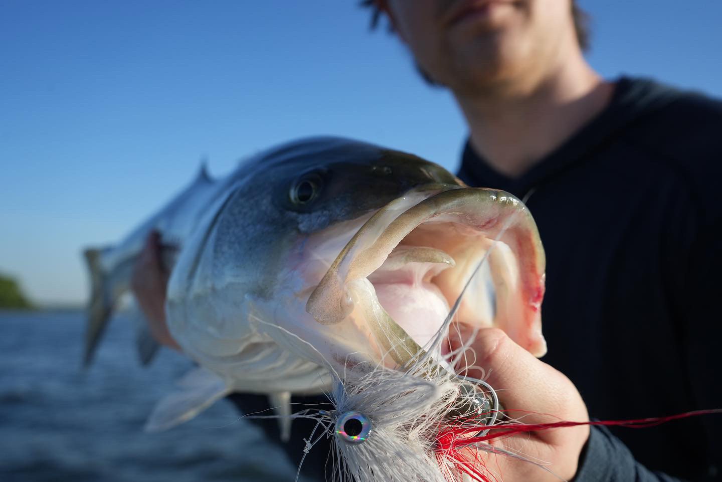 Beast Fleye Beast Fly Hollow Fleye Hollow Fly 8/0 Hook Bunker Fly ...