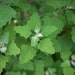Lambs Quarters (12,000 Seeds) Tree Spinach, Bathua - Etsy