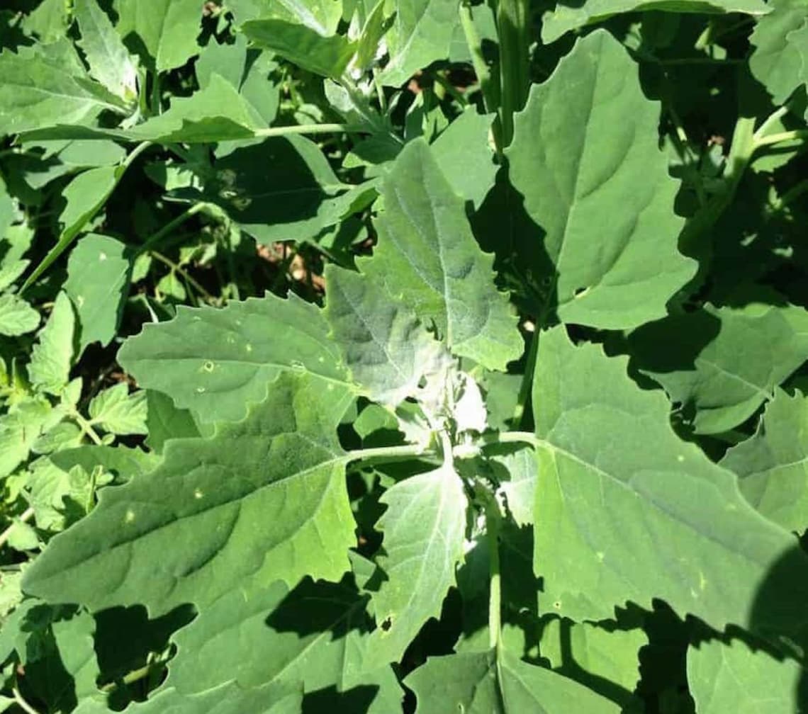Lambs Quarters (12,000 Seeds) Tree Spinach, Bathua - Etsy
