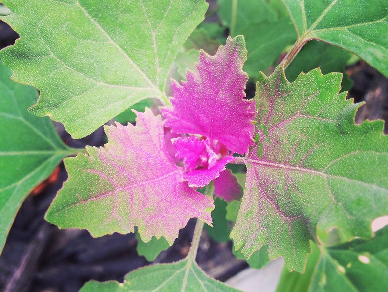 Lambs Quarters (12,000 Seeds) Tree Spinach, Bathua - Etsy