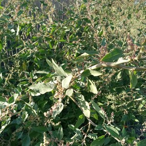 Lambs Quarters (12,000 Seeds) Tree Spinach, Bathua - Etsy