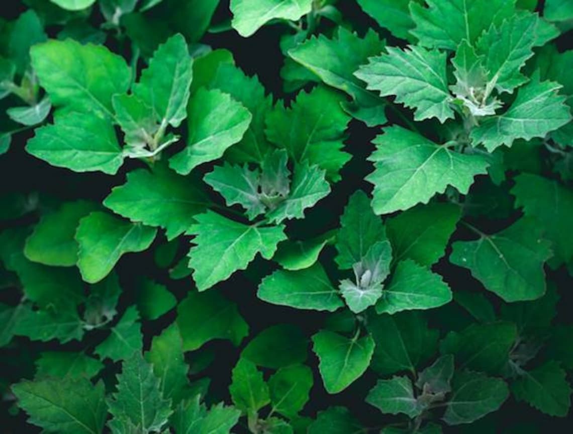 Lambs Quarters (12,000 Seeds) Tree Spinach, Bathua - Etsy