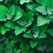 Lambs Quarters (12,000 Seeds) Tree Spinach, Bathua - Etsy