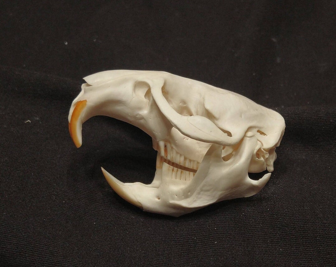 Muskrat Skull - Etsy