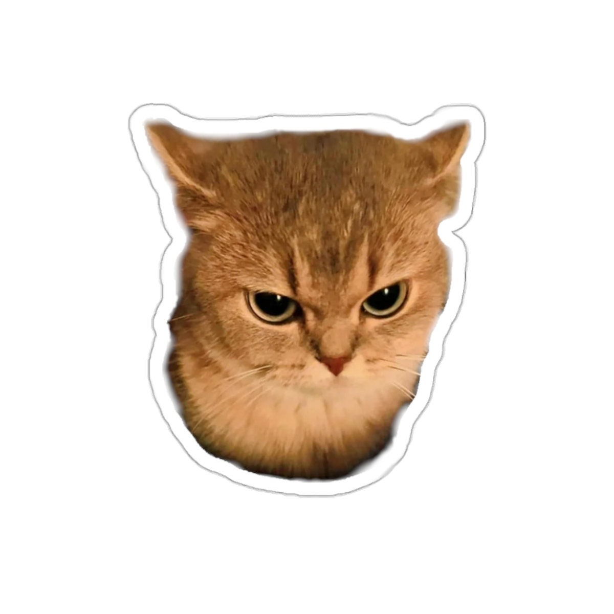 Funny Cat Sticker mad Cat - Etsy